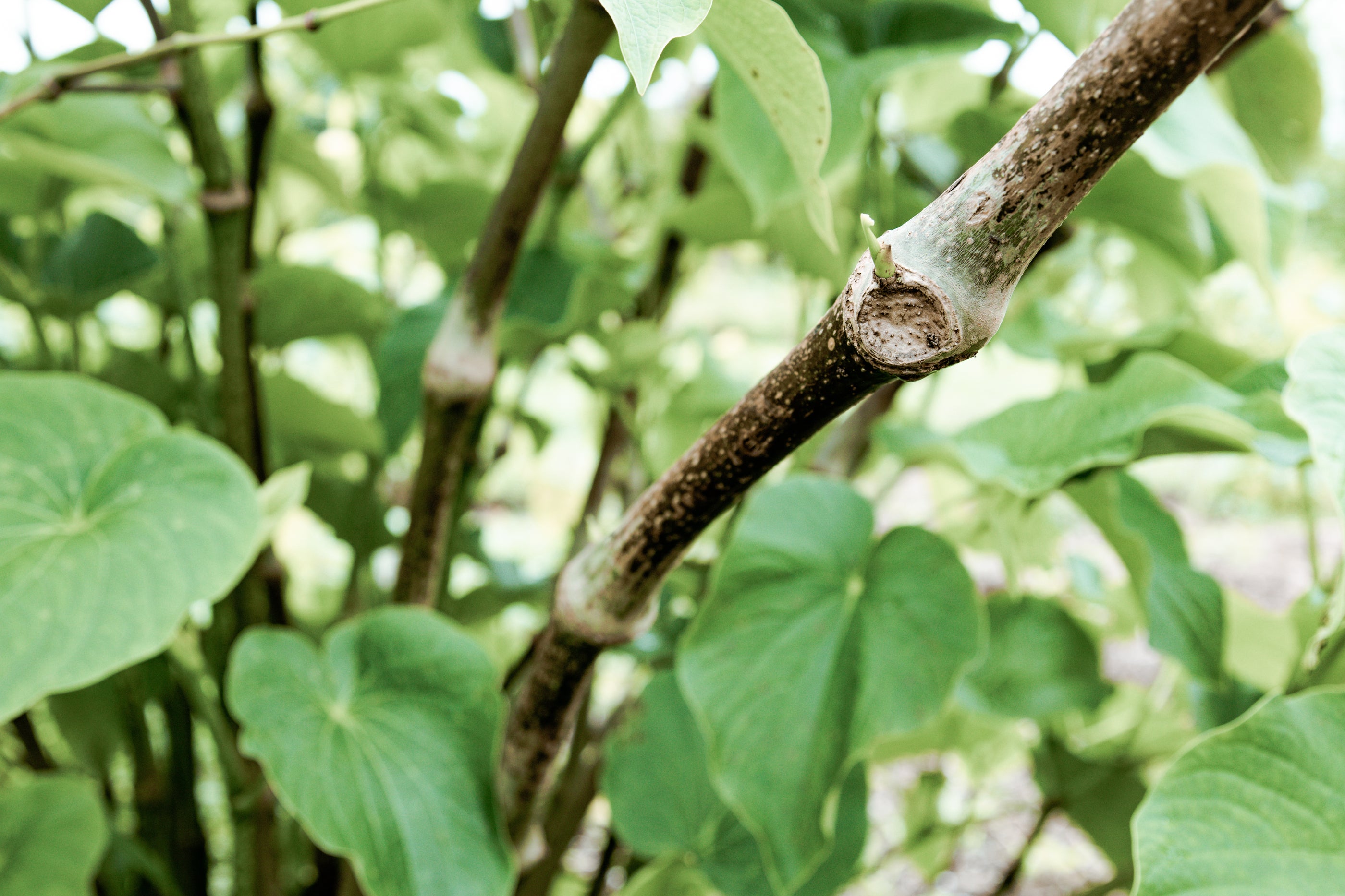 The Kava Society | Learn About Kava | Kava Basics | Kava Science | Kava ...