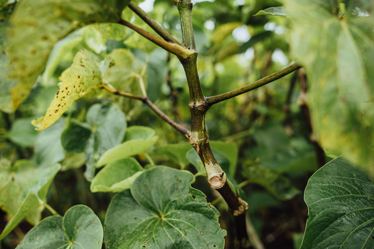 The Kava Society | Learn About Kava | Kava Basics | Kava Science | Kava ...